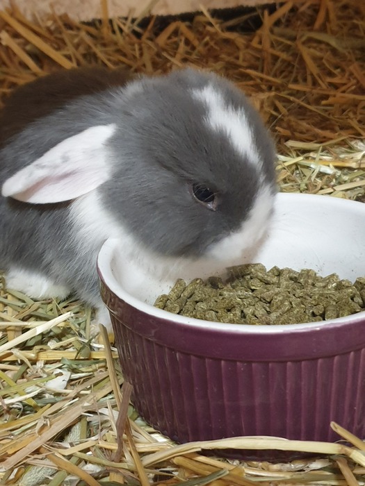 Galleri kullar :: Idehultsgardens-kaniner